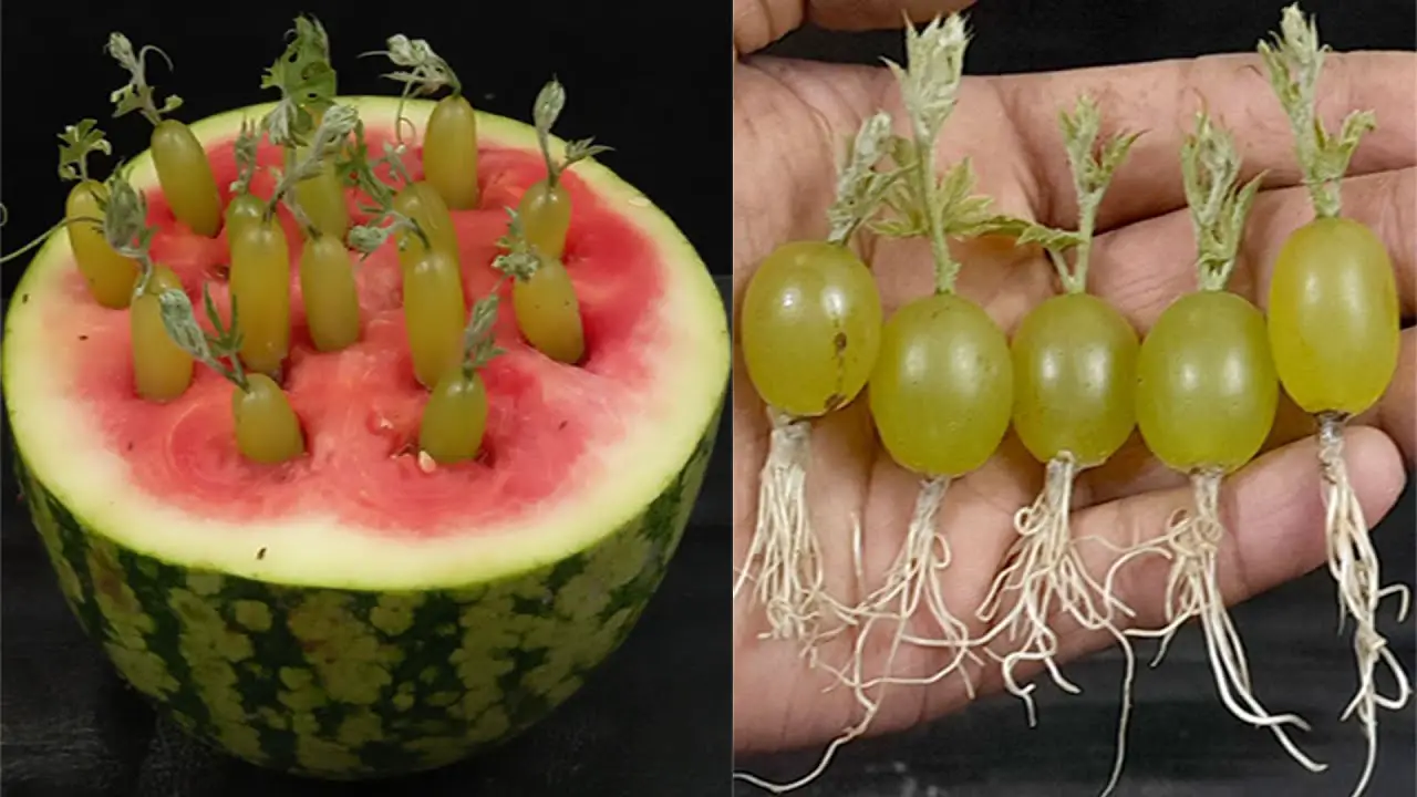 Successfully Grow Grapes with Watermelon Using Natural Rooting Hormone ...