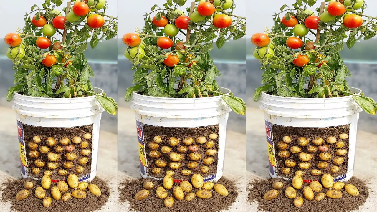 The Ultimate 2-in-1 Tomato and Potato Growing Method: A Perfect Combo for Your Garden – Organic ...