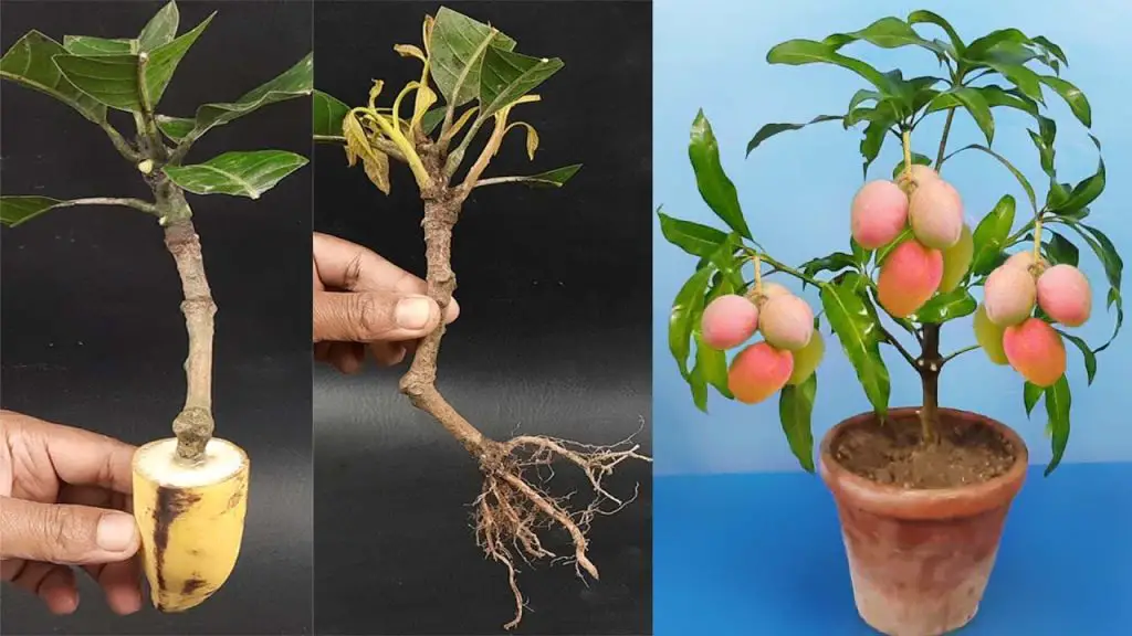 How to Grow a Mango Tree from Cutting with the Help of Banana – 100% Success – Organic Gardening ...