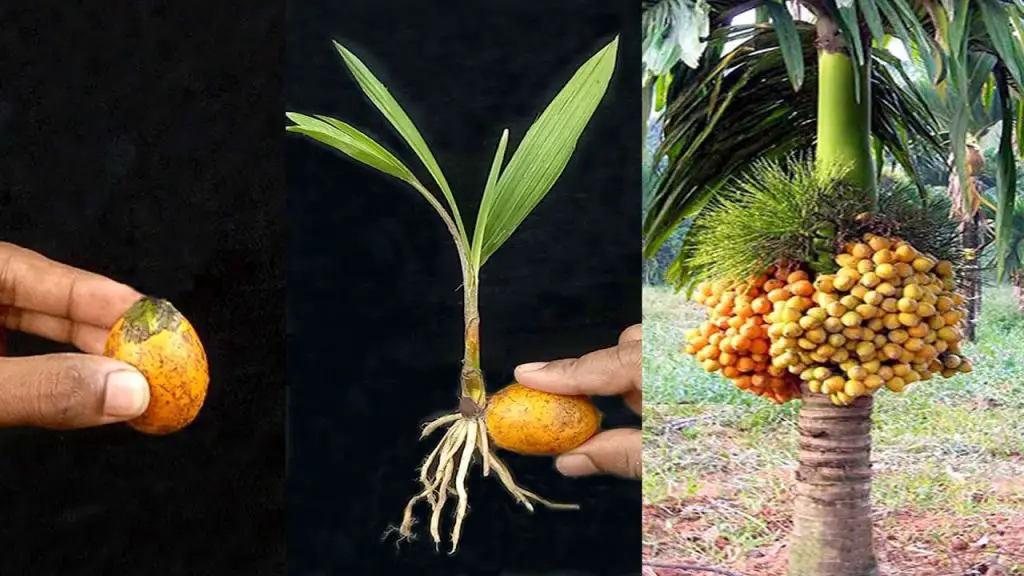 How to Grow Areca from Areca Nut | Planting Betel Nut Tree from Betel ...