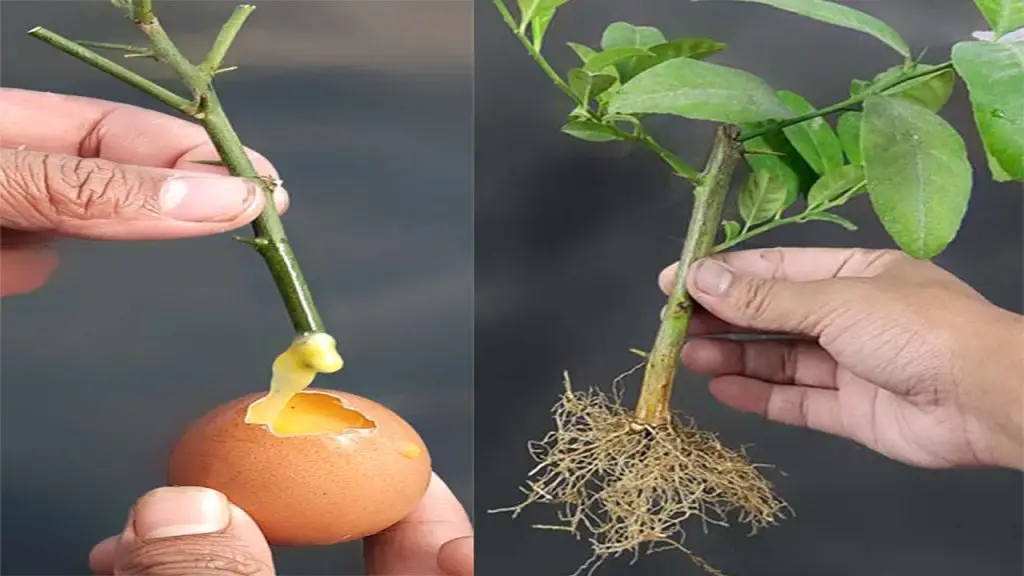 Growing Lemon Tree Cutting in Egg Yolk: The Best Natural Rooting ...