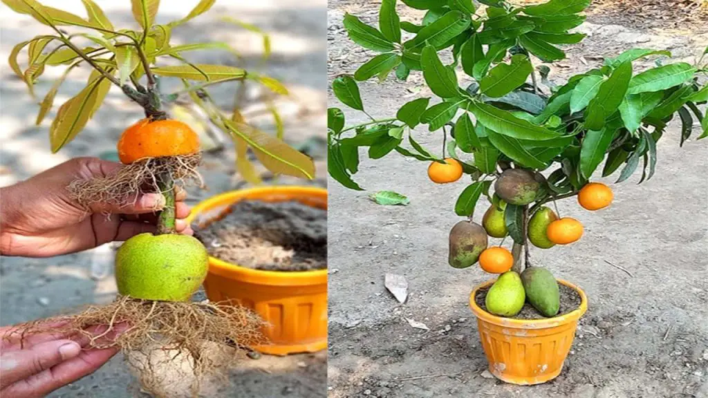 DIY Best: How to Grow Mango, Orange, and Java Apple on a Single Tree ...