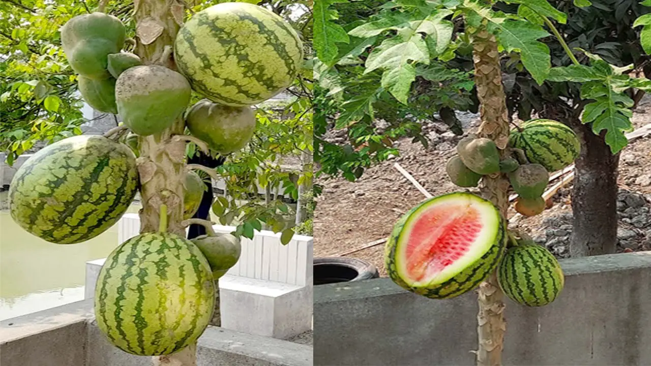 The Surprising Technique to Grow Papayas and Watermelons Together: A Garden Game-Changer ...