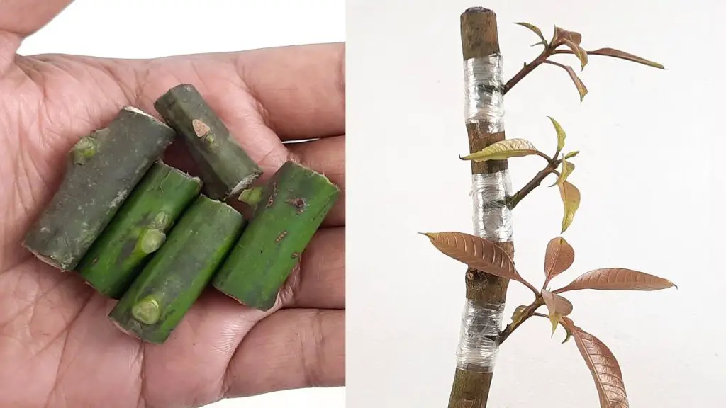 Amazing Best Fruit Tree Grafting for Beginners | Grafting Mango Tree ...