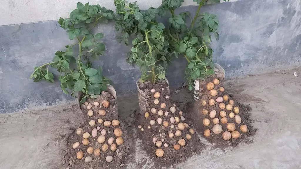 How to Propagate Potatoes in a Plastic Bottle at Home: Grow Multiple ...
