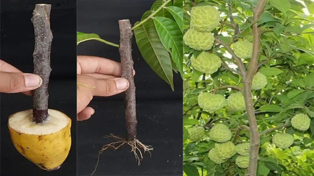 How to Grow a Custard Apple (Sugar Apple) Tree from Cuttings Using a ...