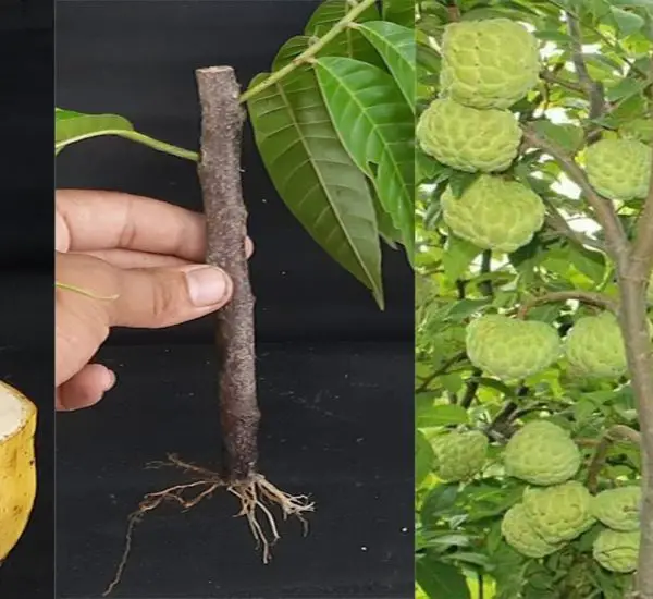 Lemon Grafting Techniques for 100% Success: A Complete Guide to ...