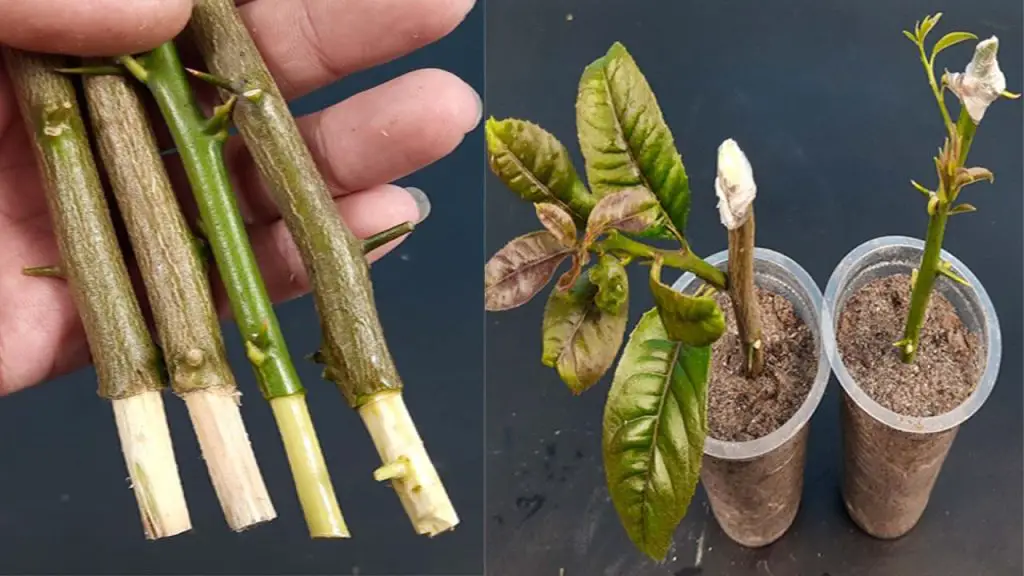 How to Grow Lemon Plant Cuttings: Grow a Lemon Tree from Cutting ...