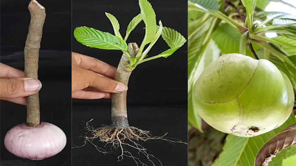 How to Grow Elephant Apple (Chalta) Tree from Cutting: A Step-by-Step ...