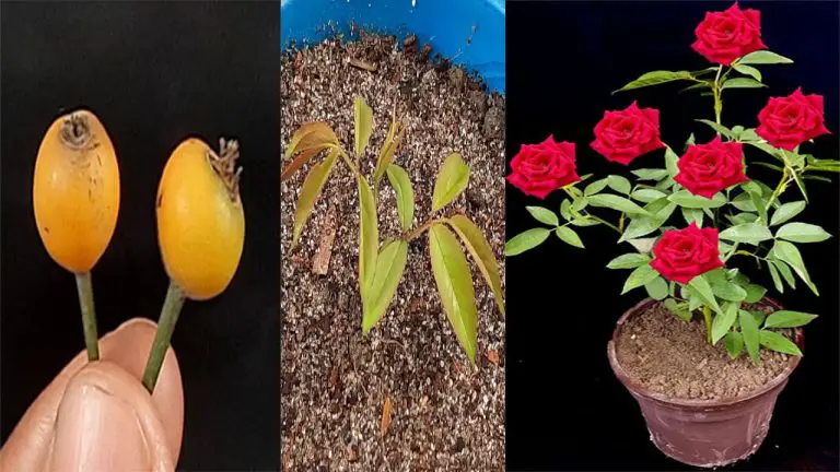 How to Grow Roses from Seeds: Step-by-Step Guide – Organic Gardening Tricks
