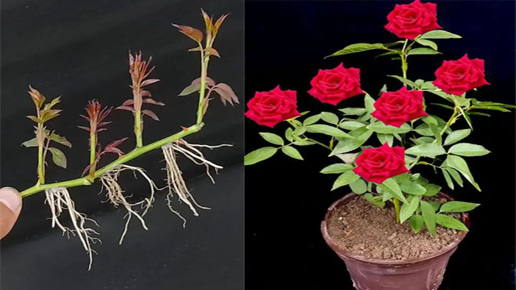 Easy Way to Grow Rose Cutting in Sand | Stem Cutting – Organic ...