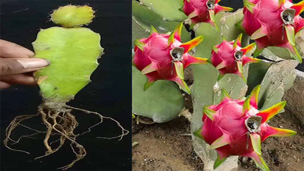 How to Grow Purple Dragon Fruit from Cuttings: A Beginner’s Guide ...