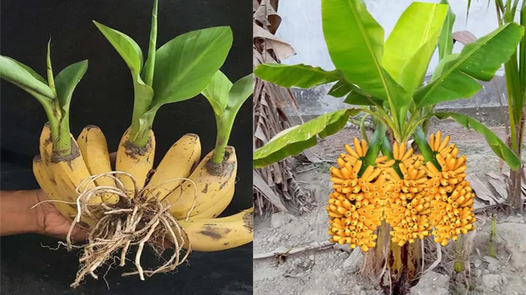 Good Techniques for Grafting Banana Trees in Fast Growing Small Pots | How to Grow a Banana Tree ...