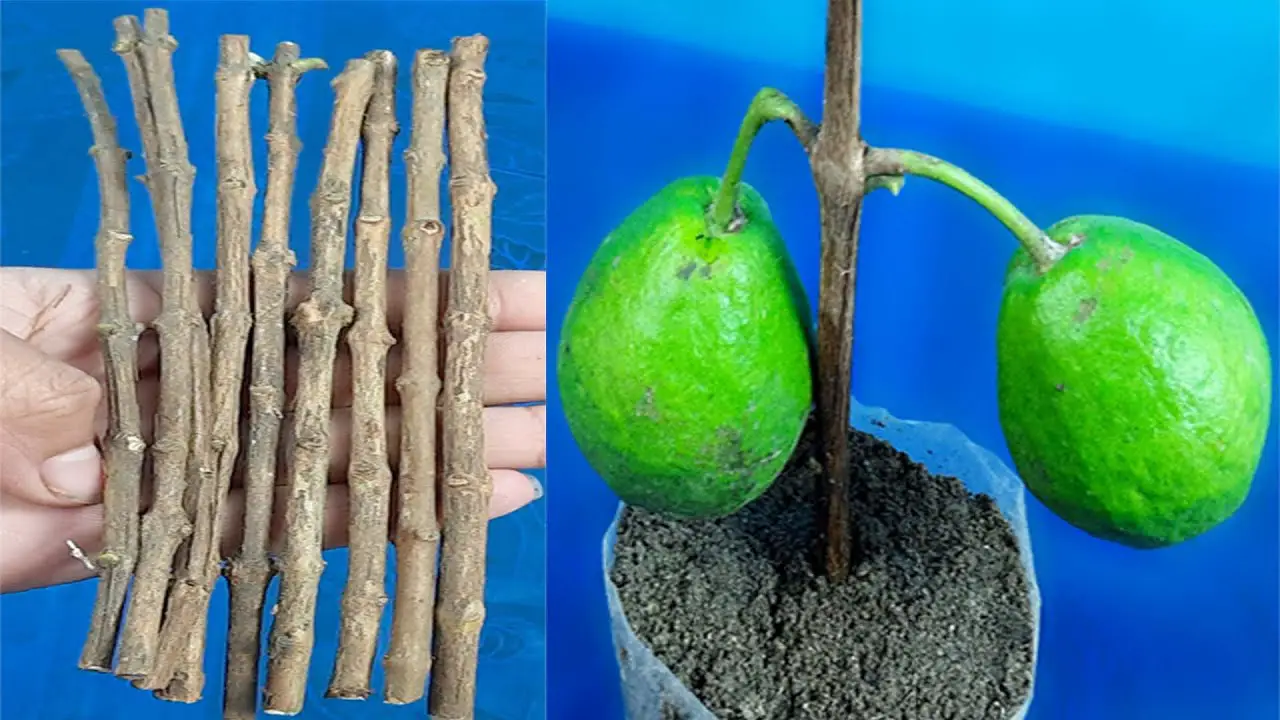 Easy Guide: How to Propagate a Guava Tree from Cuttings – Organic ...