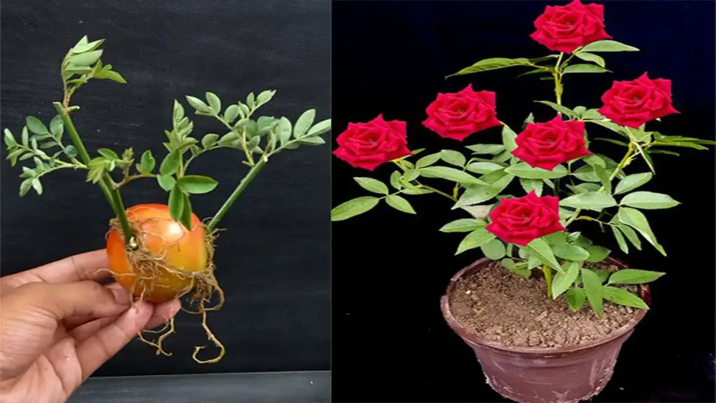 New Technique to Grow a Rose Plant from Cuttings – 100% Success! 🌹 ...