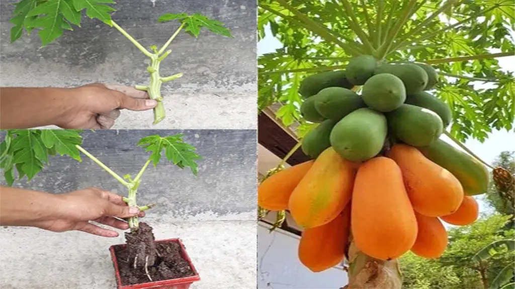 How to Grow Papaya from Cuttings in a Coconut Shell – A Natural and ...