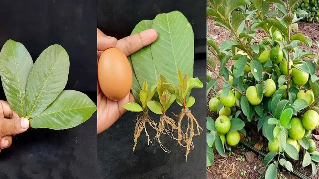 New Gardening Method: How to Propagate Guava Leaves in an Egg | Easy ...
