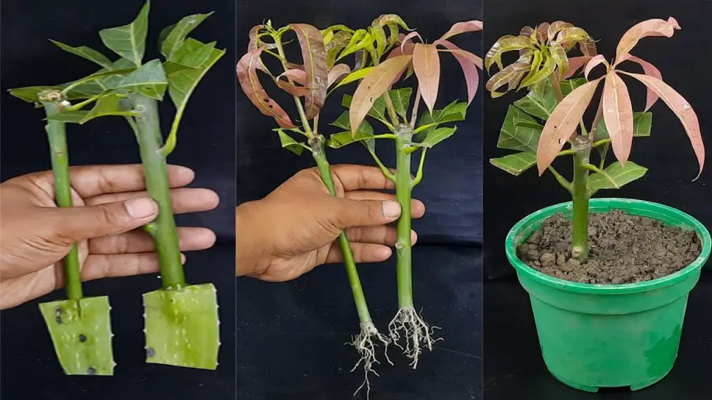 Simple Method: How to Propagate a Mango Tree from Cuttings | Grow Mango Tree from Cuttings 🌱🥭 ...