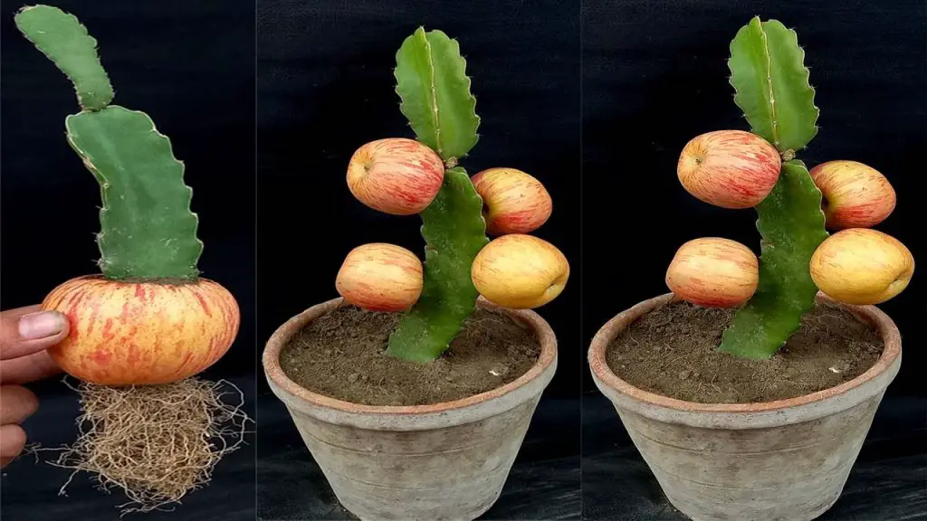 Unique Skills: Growing Apple Fruit with Dragon Fruit Cuttings – Easy ...