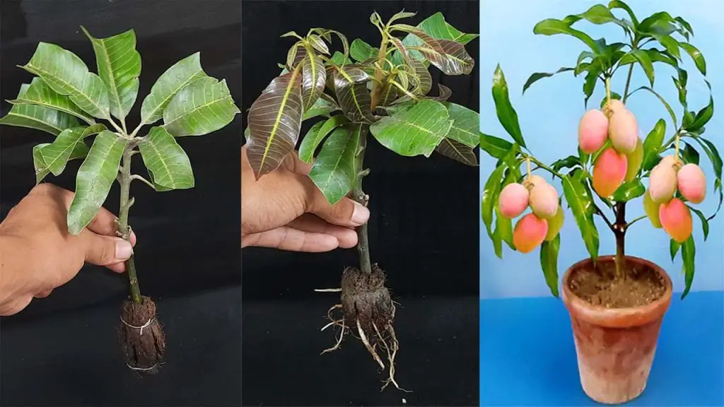 🥭 How to Grow a Mango Tree from Cuttings Using Coconut Husk! 🌱 – Organic Gardening Tricks