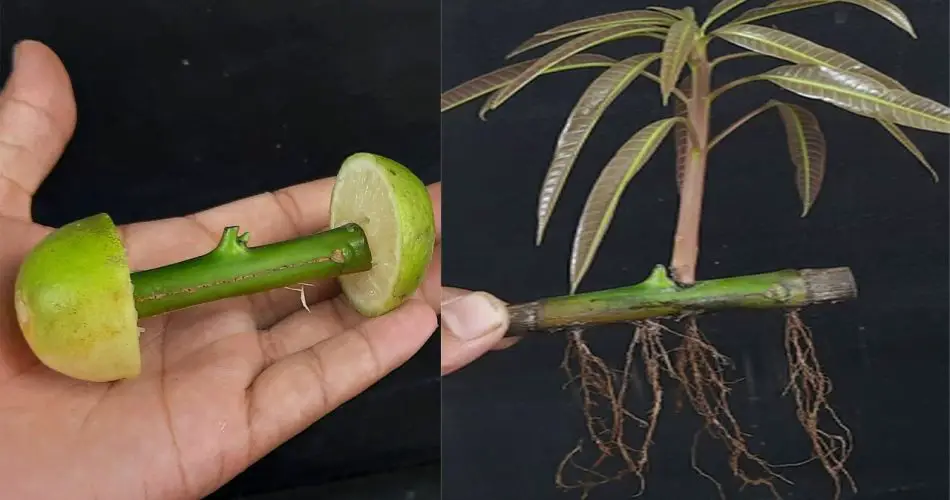 Cool Method: How to Propagate a Mango Tree from Cuttings with Lime for ...