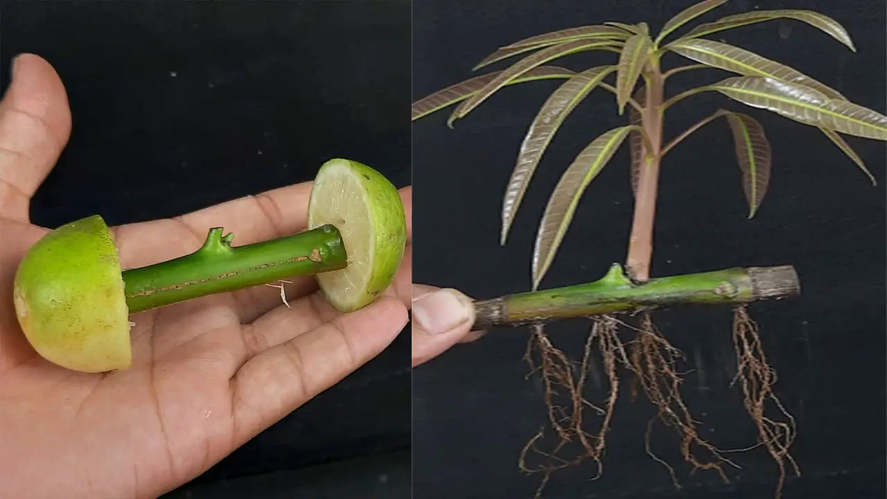 Cool Method: How to Propagate a Mango Tree from Cuttings with Lime for ...