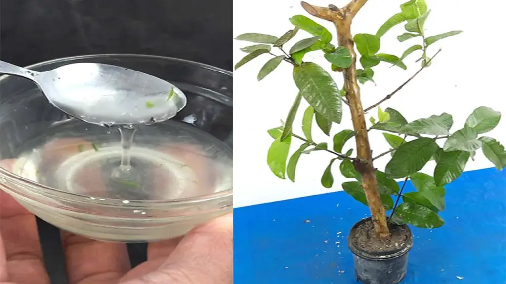 How to Grow a Guava Tree from Cuttings Using Aloe Vera Gel: A Simple ...