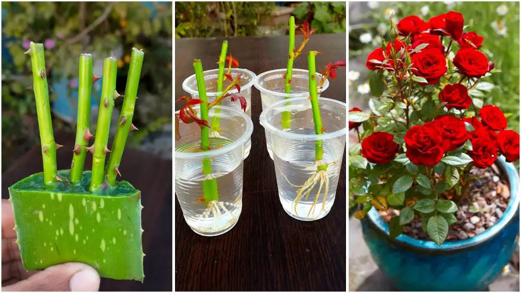 Best & Easiest Way to Grow a Rose Plant at Home from Cuttings Using ...