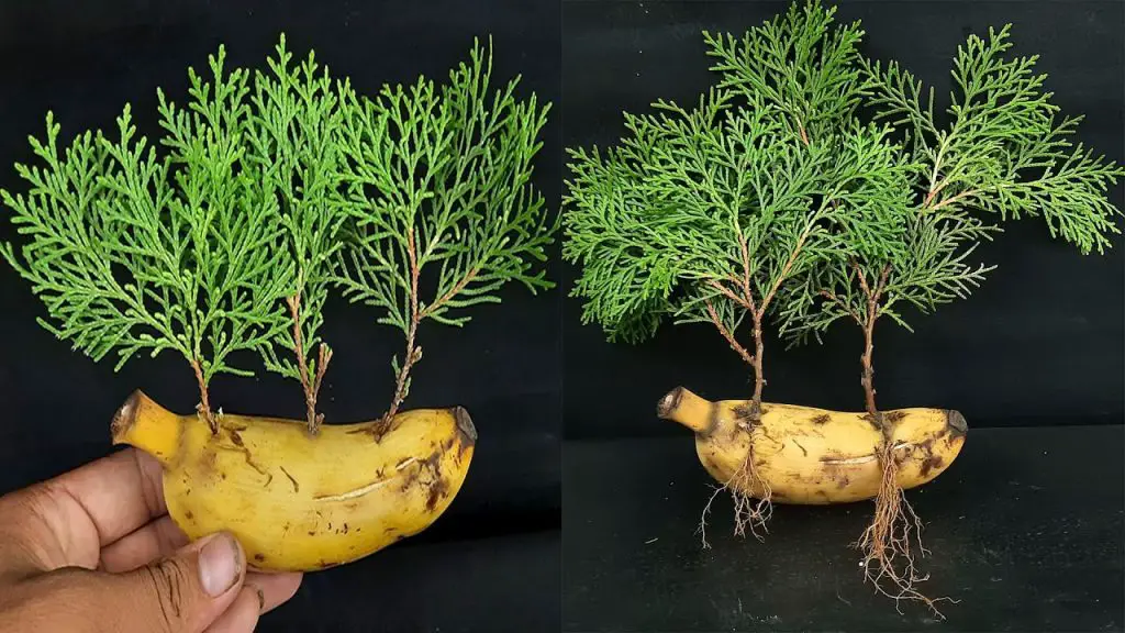 How to Grow Cypress/Jhau/Thuja from Cuttings at Home with 100% Success ...