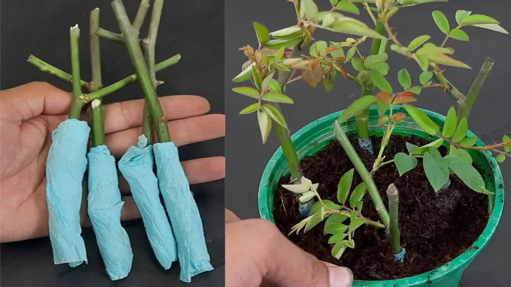 Easy Method to Grow Rose Plants from Cuttings Using Tissue Paper 🌹 ...