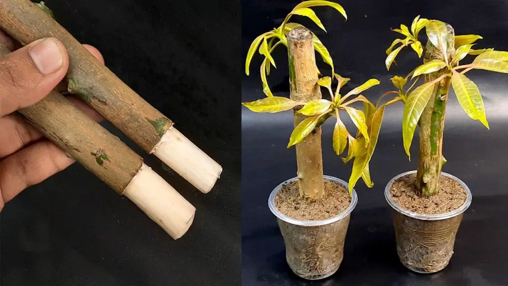 Guaranteed 100% Success: How to Grow a Mango Tree from Cuttings 🌱🥭 – Organic Gardening Tricks