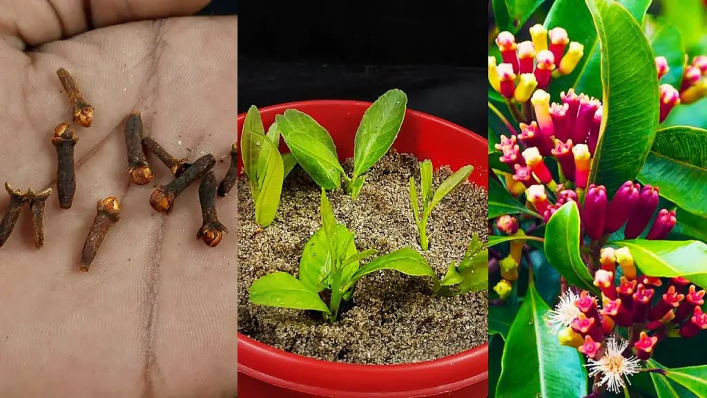 How to Grow Clove Spice at Home: A Simple Guide to Cultivating Clove ...
