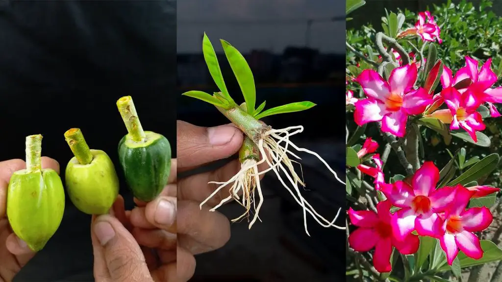 Easy Method to Grow Adenium from Cuttings | Propagate Desert Rose ...