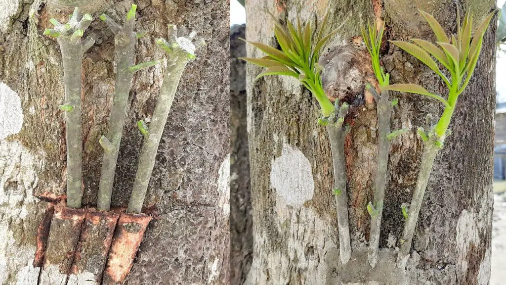 Multi-Grafting on One Mango Tree: An Easy Guide to Grafting a Mango ...