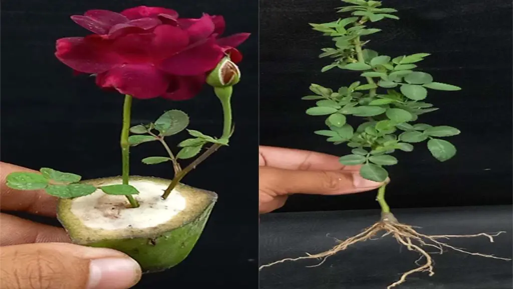 How to Grow a Rose Plant from Cuttings Using Banana | Easy Rose ...