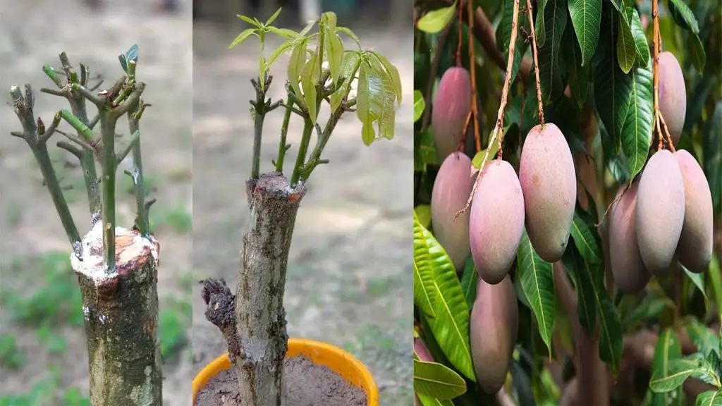 How to Graft Multiple Mango Varieties on a Single Mango Tree 🌳🥭 ...