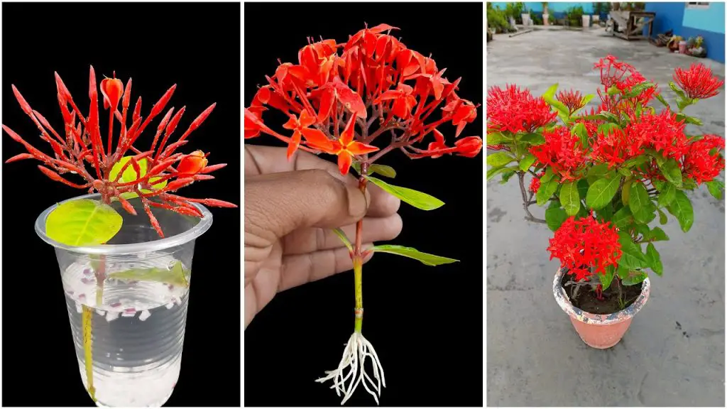Best & Easiest Way to Grow Ixora Plant at Home from Fruit | Water Propagation Method for ...