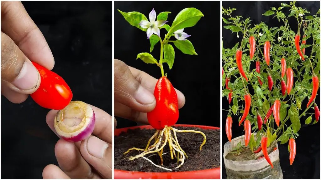 New Idea: Growing a Chilli Tree Faster with More Fruits Using Onion! 🌶️ ...