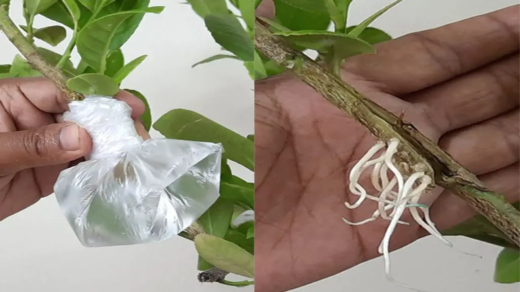Easy Air Layering Method for Lemon Tree Using Water – Grow Lemon Trees ...