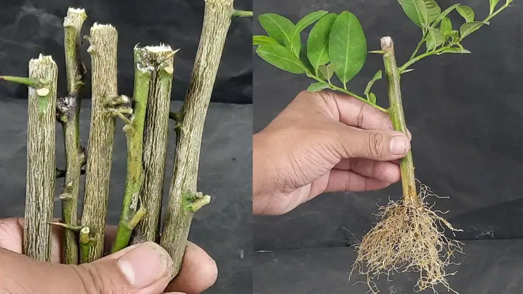 Growing Lemon Plant Cutting Using Aloe Vera Gel 🍋🌱 – Organic Gardening ...