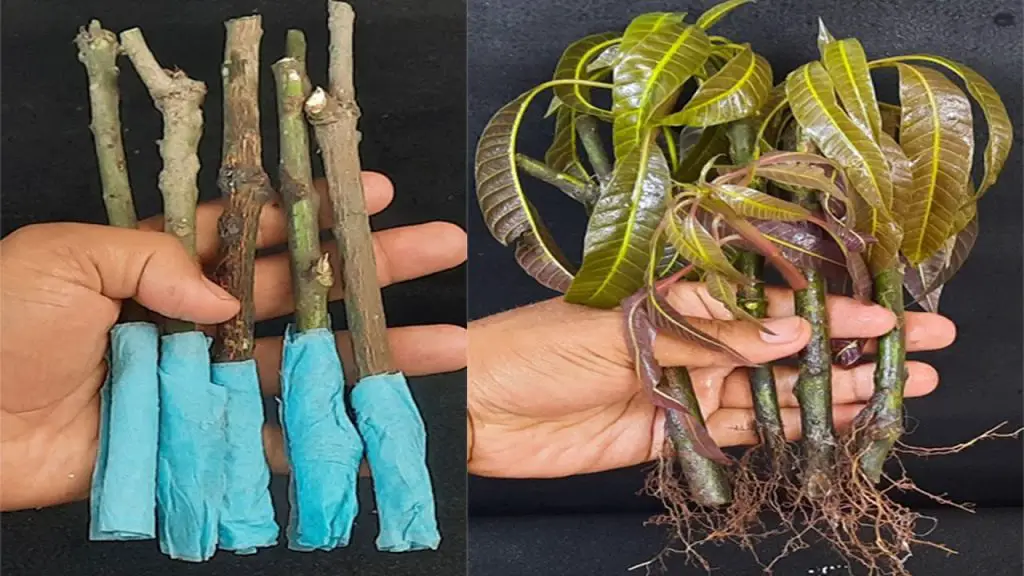 Easy Way to Propagate Mango Tree from Cuttings Using Tissue Paper – 100% Success! 🌱🥭 – Organic ...