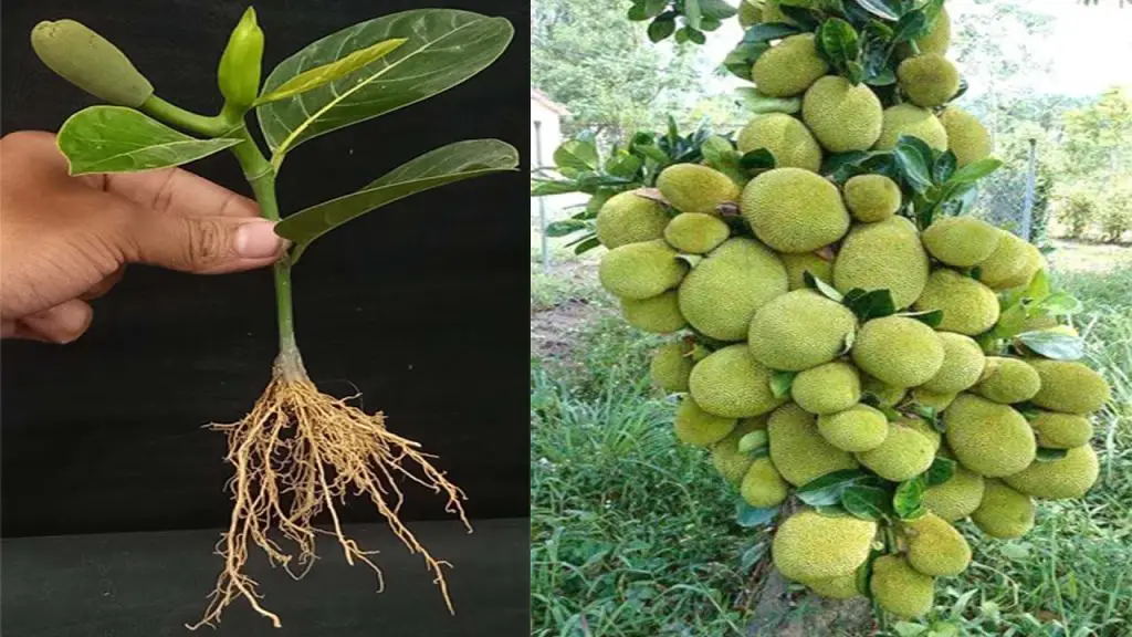 Unique Techniques to Grow a Jackfruit Tree from Cuttings – 100% Success ...