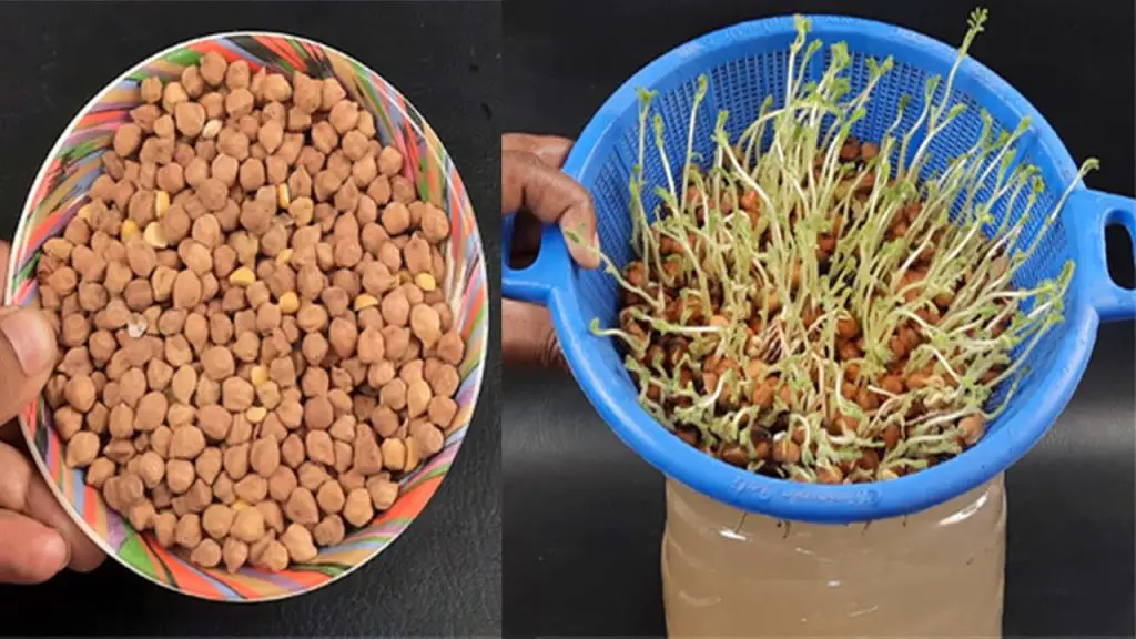 How to Grow Chickpeas (Gram) at Home in Water – Easy & Effective Method ...