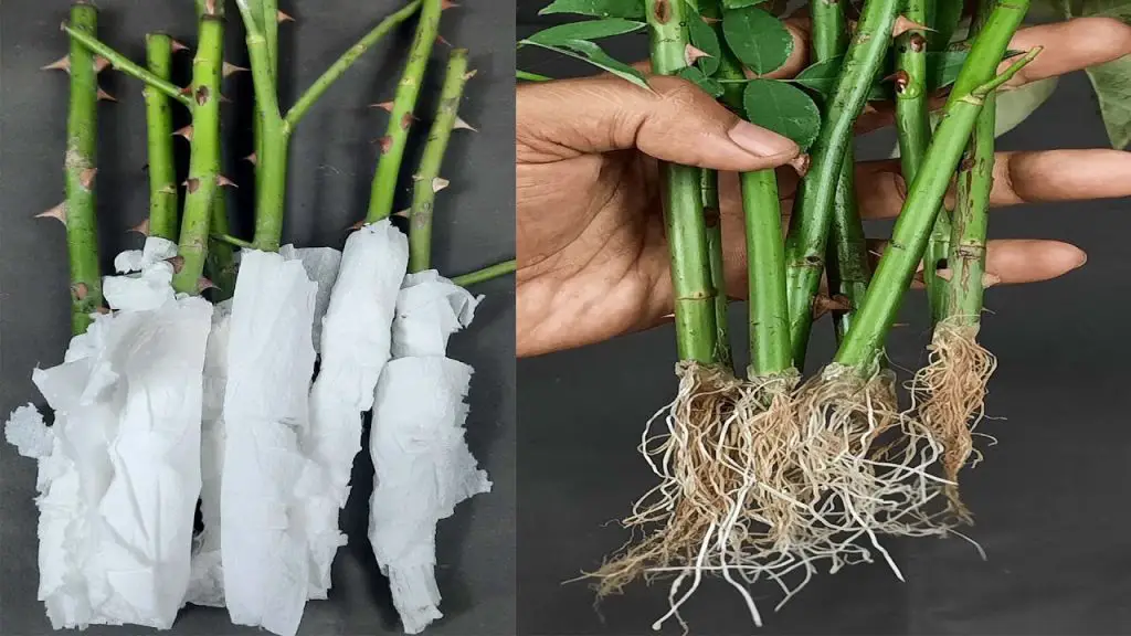 How to Grow Rose Plant from Cuttings Using Tissue Paper – Organic ...