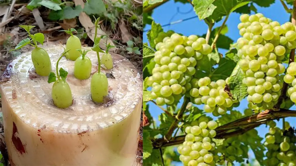 Simple Method to Propagate Grape Tree at Home Using a Banana Tree and ...
