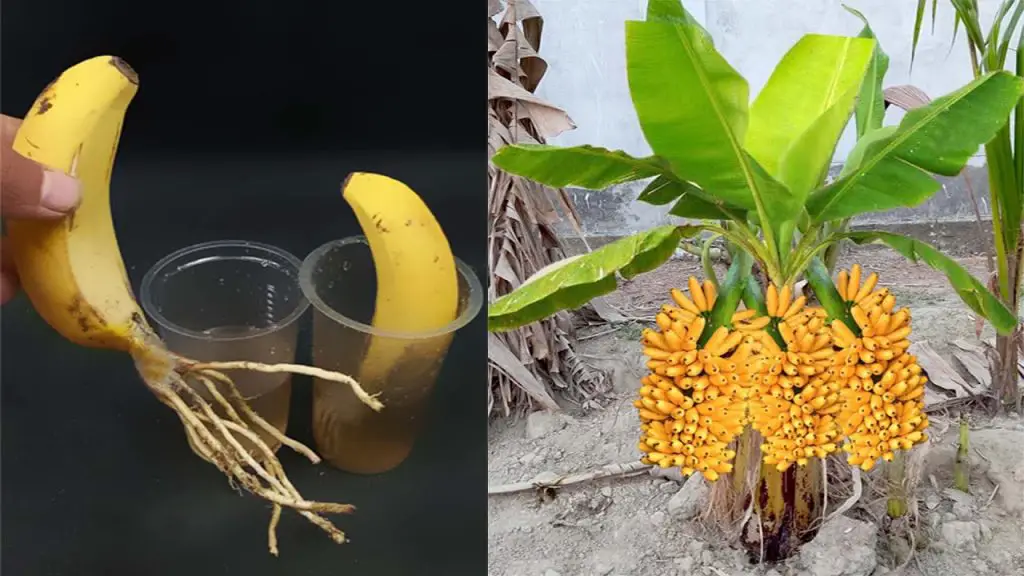 How to Grow a Banana Tree from a Banana – Simple & Easy Method 🍌🌱 ...