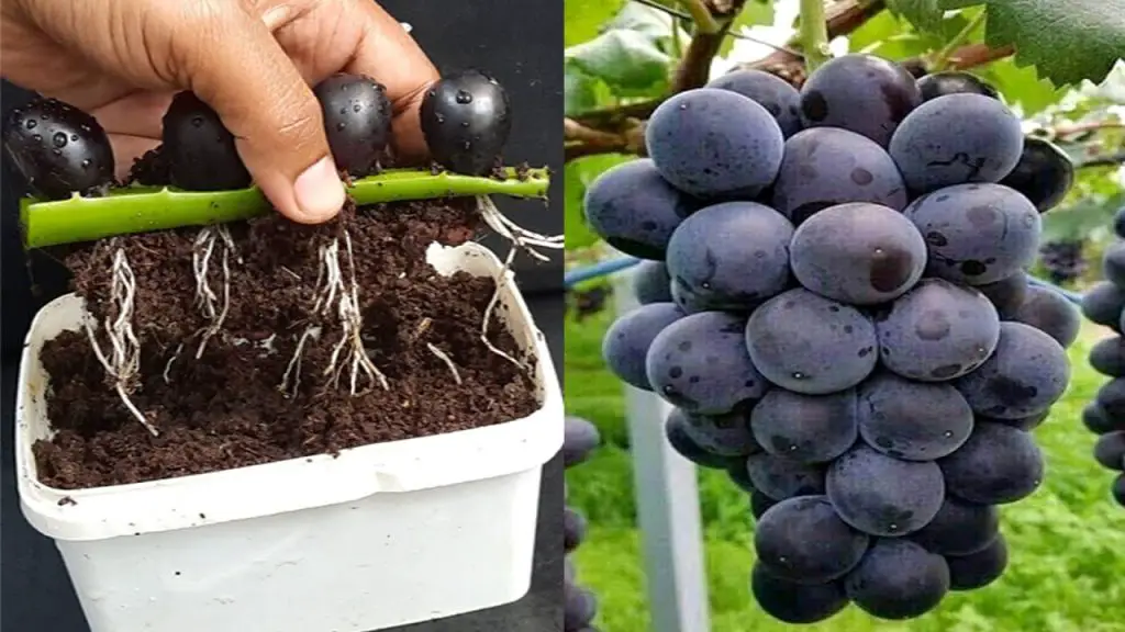 Simple Method to Grow a Grape Tree from Grapes with Aloe Vera – Organic ...
