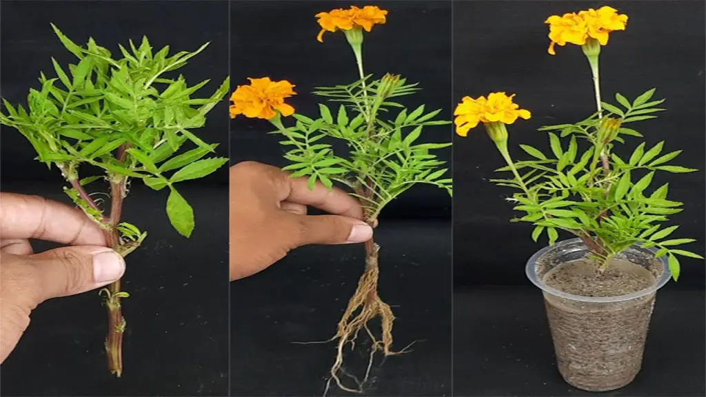 Easy Method to Grow Marigold Plant from Cuttings in Sand – 100% Success ...