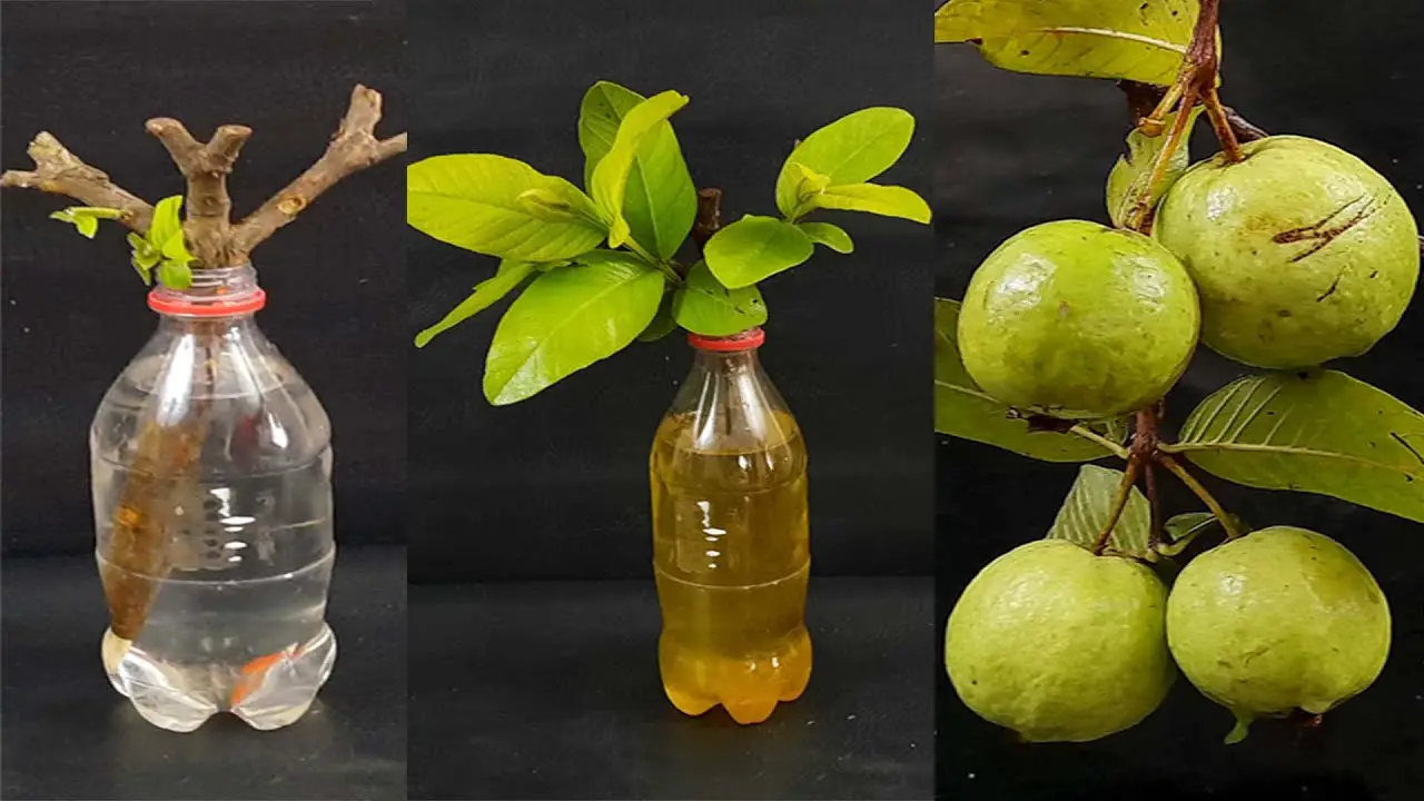 How to Grow a Guava Tree from Cuttings: Easy Guide for Beginners ...