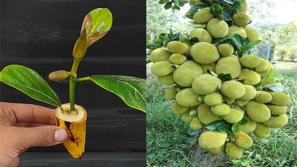 Easy Method: How to Grow a Jackfruit Tree from Cuttings Using a Banana ...